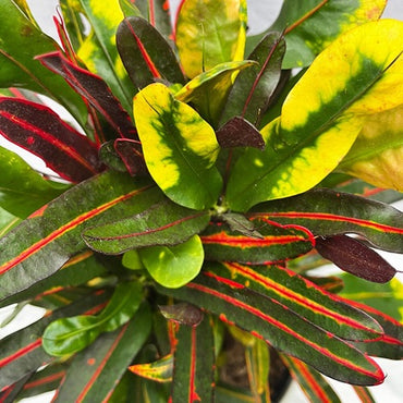 Lazy Flora | Rare plants, pots, accessories & gifts