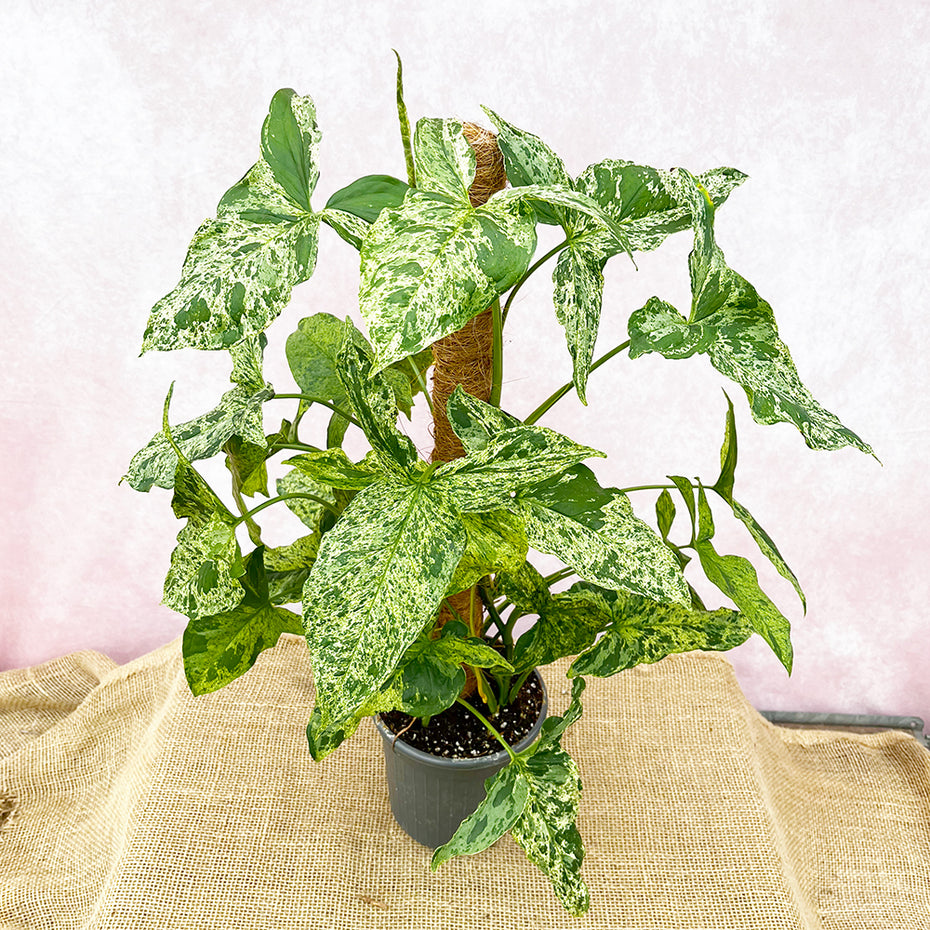Variegated House Plants – Lazy Flora